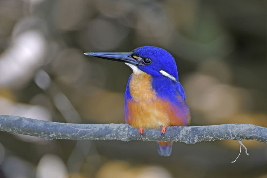 Azure Kingfisher Alcedo Azurea Very Rare Editorial Stock Photo - Stock ...