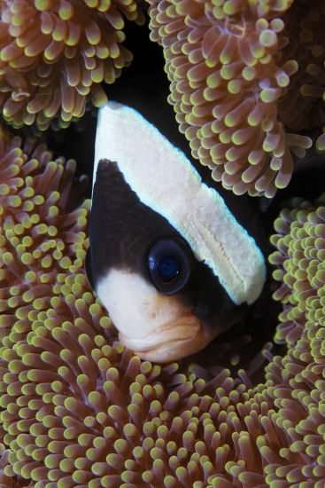 Clarks Anemonefish Yellowtail Clownfish Amphiprion Clarkii Editorial ...
