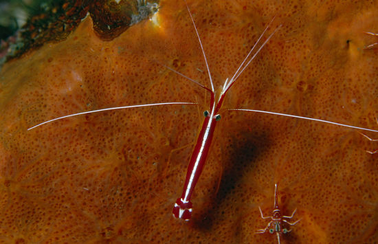 Pacific Cleaner Shrimps Lysmata Amboinensis Tulamben Editorial Stock ...