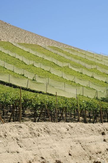 Vineyards Farming Fertile Valley Desert Mountains Editorial Stock Photo ...