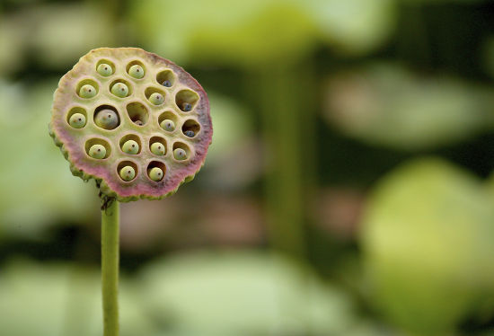 Wilted Lotus Flower Nelumbo Royal Botanical Editorial Stock Photo ...
