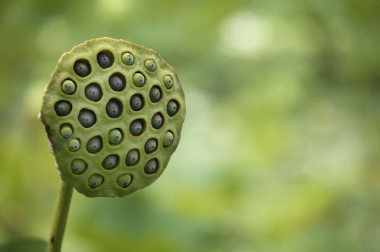 Wilted Lotus Flower Nelumbo Royal Botanical Editorial Stock Photo ...