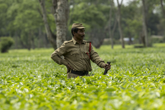 Indian Forest Guard Looks Leopard Which Editorial Stock Photo - Stock ...