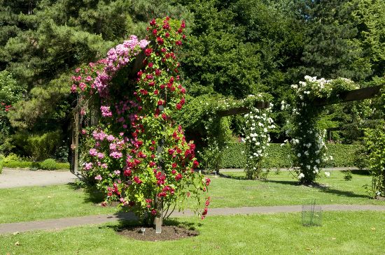 Climbing Roses Rose Garden Westfalenpark Dortmund Editorial Stock Photo ...