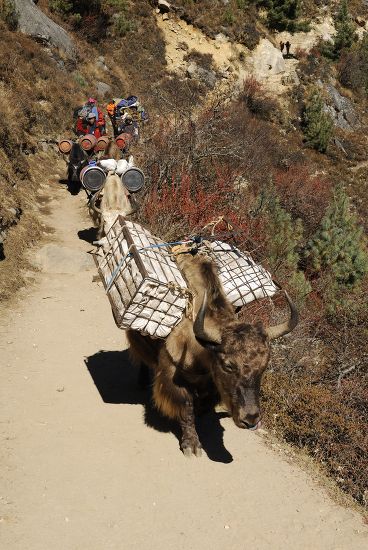 Yak Caravan Carrying Goods Imja Khola Editorial Stock Photo - Stock ...