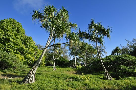 Pandanus Pisonia Trees On Heron Island Editorial Stock Photo - Stock ...