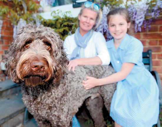 Emma Wilding Frankie Wilding 10 Labradoodle Editorial Stock Photo ...