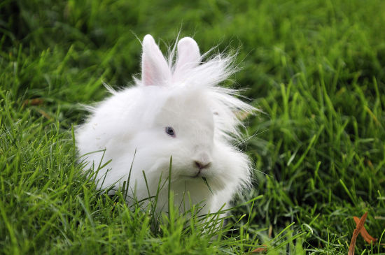 White Rabbit Leporidae Fresh Green Field Editorial Stock Photo - Stock ...