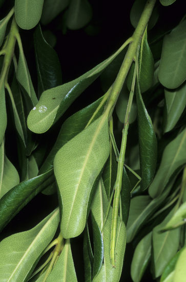 Stick Insect Bacillus Rossius Amongst Green Editorial Stock Photo ...