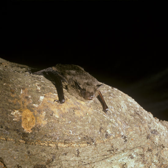 Serotine Bat Eptesicus Serotinus On Wood Editorial Stock Photo - Stock ...