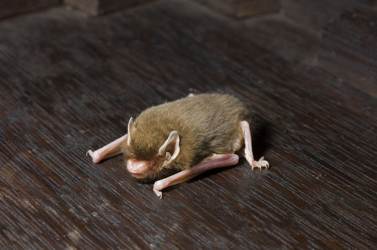 Soprano Pipistrelle Pipistrellus Pygmaeus Adult Partial Editorial Stock ...