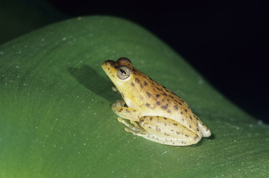 Reed Frog Hyperolius Argus Male Malindi Editorial Stock Photo - Stock ...