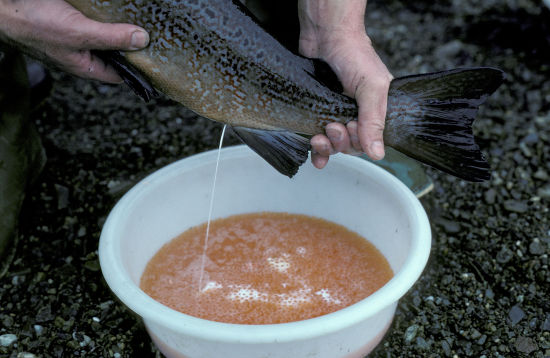 Fertilising Fish Eggs Milt Male Salmon Editorial Stock Photo - Stock ...