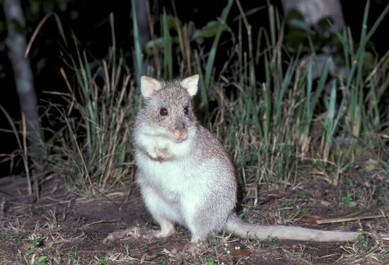 Rufous Rat Kangaroo Aepyprymnus Rufescens Sitting Editorial Stock Photo ...