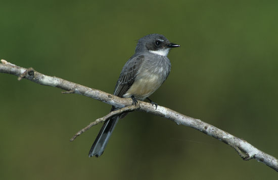 Northern Fantail Rhipidura Rufiventris Perched On Editorial Stock Photo ...