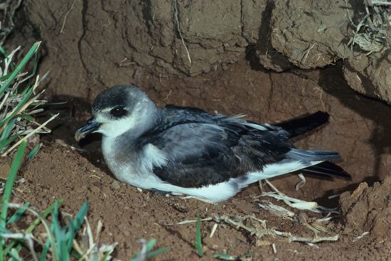Blackwinged Petrel Pterodroma Nigripennis Earth Hollow Editorial Stock ...