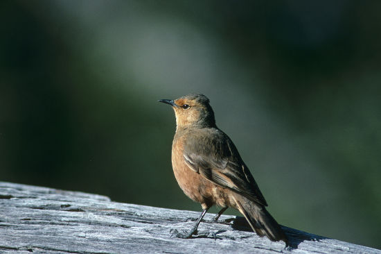 Rufous Treecreeper Climacteris Rufa Perched On Editorial Stock Photo ...