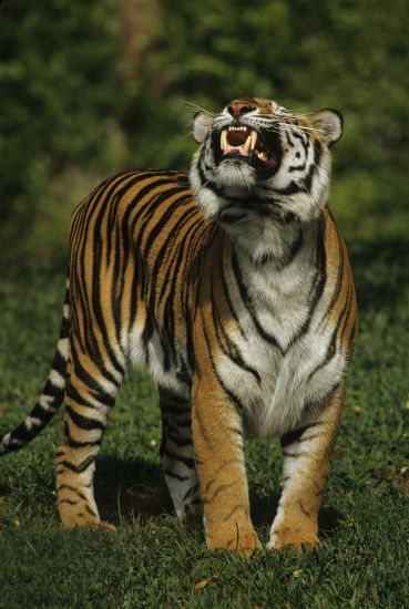 Tiger Panthera Tigris Flehmen Response Editorial Stock Photo - Stock ...