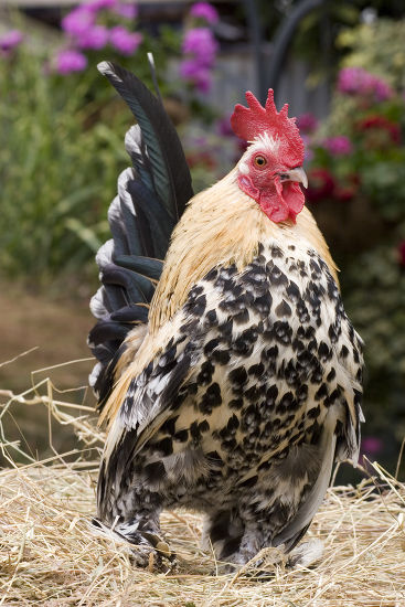 Domestic Chicken Sablepoot Lemon Millefleur Cock Editorial Stock Photo ...