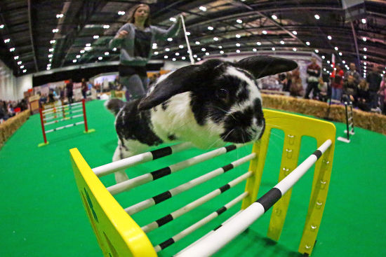 Showjumping Rabbits Sweden Editorial Stock Photo - Stock Image ...