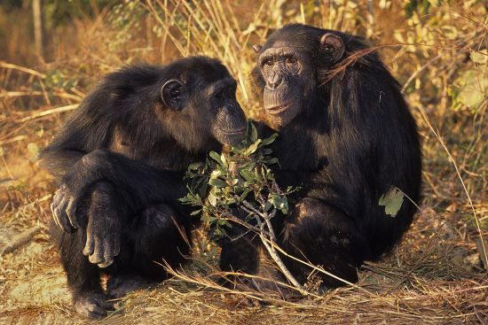Chimpanzee Pan Troglodytes Chimfunshi Wildlife Orphanage Editorial ...