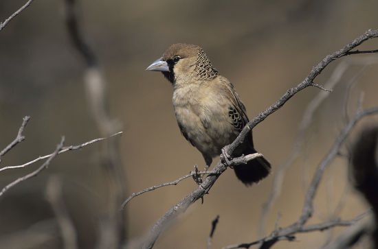 Sociable Weaver Social Weaver Philetairus Socius Editorial Stock Photo ...
