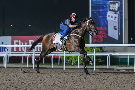 Cooptado Early Morning Trackwork Singapore International Editorial ...