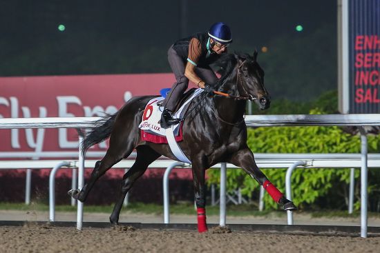Freee Port Lux Early Morning Trackwork Editorial Stock Photo - Stock ...