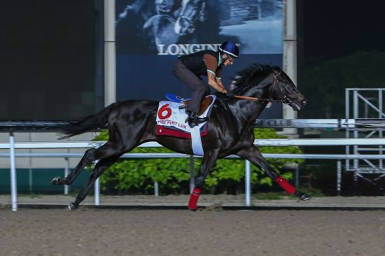 Freee Port Lux Early Morning Trackwork Editorial Stock Photo - Stock ...