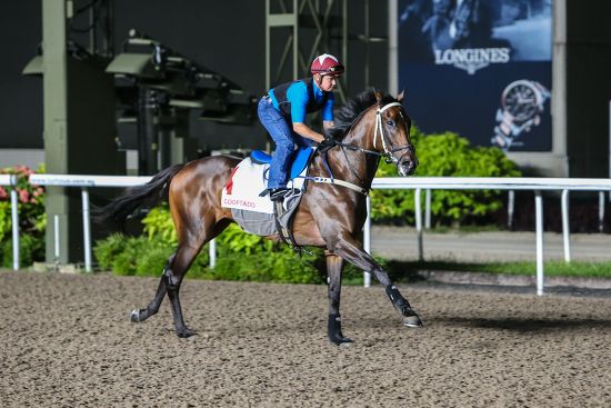 Kranje Cooptado Early Morning Trackwork Sirf Editorial Stock Photo ...