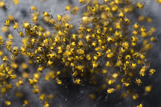 Hundreds Baby Garden Spiders Seen On Editorial Stock Photo - Stock ...
