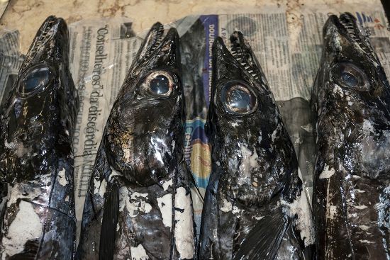 Black Scabbard Fish Aphanopus Carbo Fish Editorial Stock Photo - Stock ...