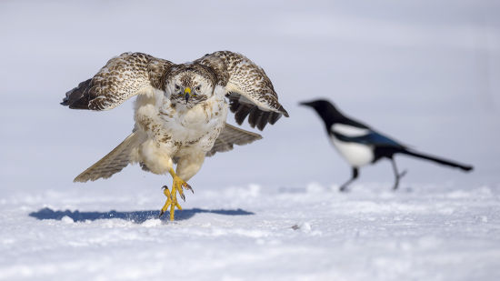 Buzzard Buteo Buteo White Morph Running Editorial Stock Photo - Stock ...