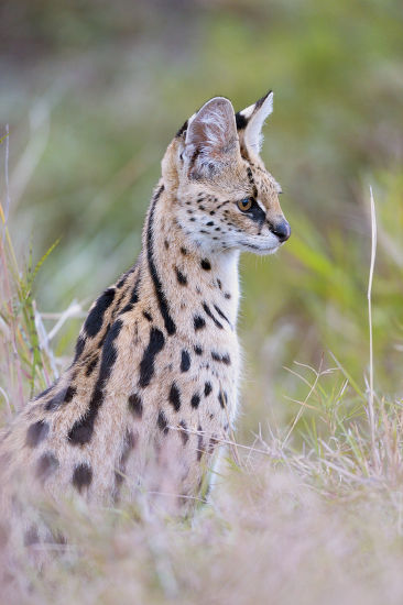 Serval Leptailurus Serval Older Female Sitting Editorial Stock Photo ...