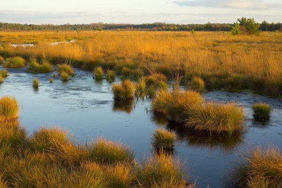 Moor Evening Light Autumn Schweimker Moor Editorial Stock Photo - Stock ...