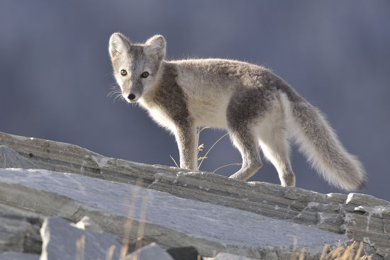 Arctic Fox Vulpes Lagopus Alopex Lagopus Editorial Stock Photo - Stock ...