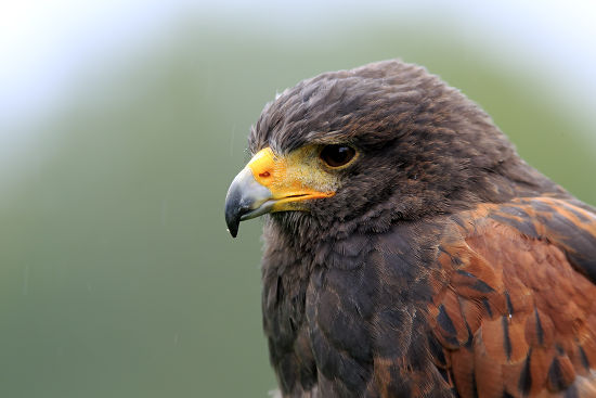 Harriss Hawk Parabuteo Unicinctus Adult Captive Editorial Stock Photo ...