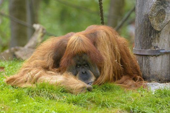 Orangutan Pongo Cheek Pads Lying Grass Editorial Stock Photo - Stock ...