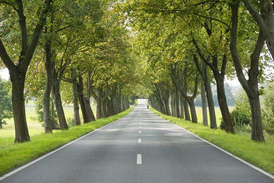 Maple Tree Avenue Maple Trees Acer Editorial Stock Photo - Stock Image ...