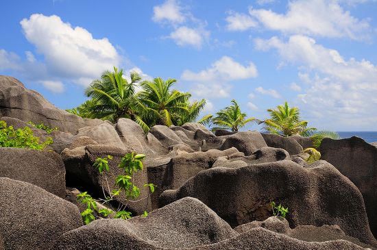 Palm Trees Growing Between Granites Rocks Editorial Stock Photo - Stock ...