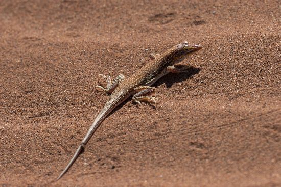 Sand Lizard Aporosaura Anchietae Sossusvlei Namib Editorial Stock Photo ...