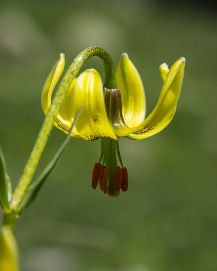 Endemic Pyrenean Lily Lilium Pyrenaicum Catalonia Editorial Stock Photo ...