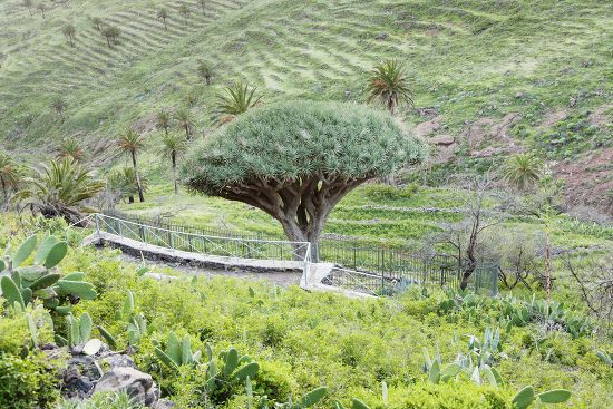 Dragon Tree Drago De Agalan Near Editorial Stock Photo - Stock Image ...