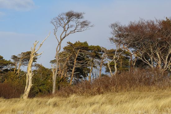 Windswept Pine Tree On Beach Fischlanddarsszingst Editorial Stock Photo ...