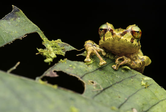 Neotropical Frog Pristimantis Eriphus Female Andean Editorial Stock ...