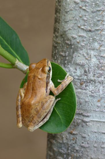 Common Indian Treefrog Polypedates Maculatus Adult Editorial Stock ...