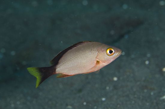 Humpback Red Snapper Lutjanus Gibbus Juvenile Editorial Stock Photo ...