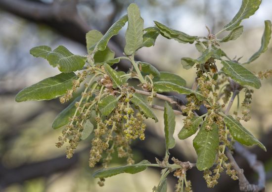 Aleppo Oak Quercus Infectoria Closeup Leaves Editorial Stock Photo ...