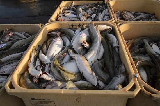Commercial Fishing Unloading Sorting Atlantic Cod Editorial Stock Photo ...