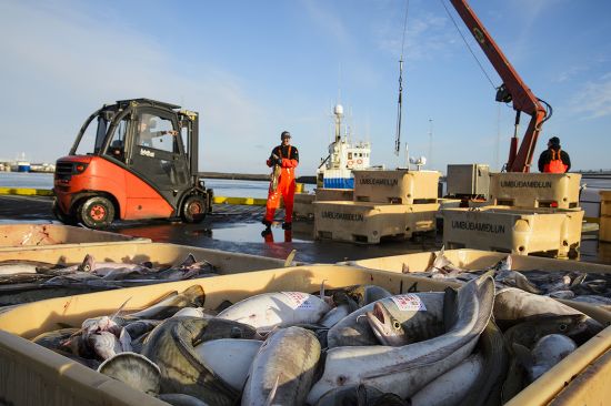 Commercial Fishing Unloading Sorting Atlantic Cod Editorial Stock Photo ...
